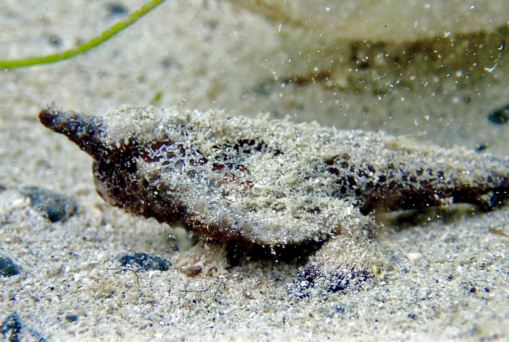 Peixe Morcego Nariz Comprido Peixe Demônio: Curiosidades E Cuidados