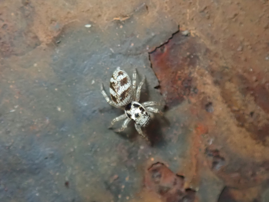 Zebra Jumping Spider from Pullman, WA 99163, USA on August 27, 2021 at ...