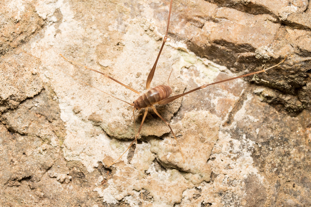 Giuliana's Cave-cricket in August 2021 by Konstantinos Kalaentzis ...