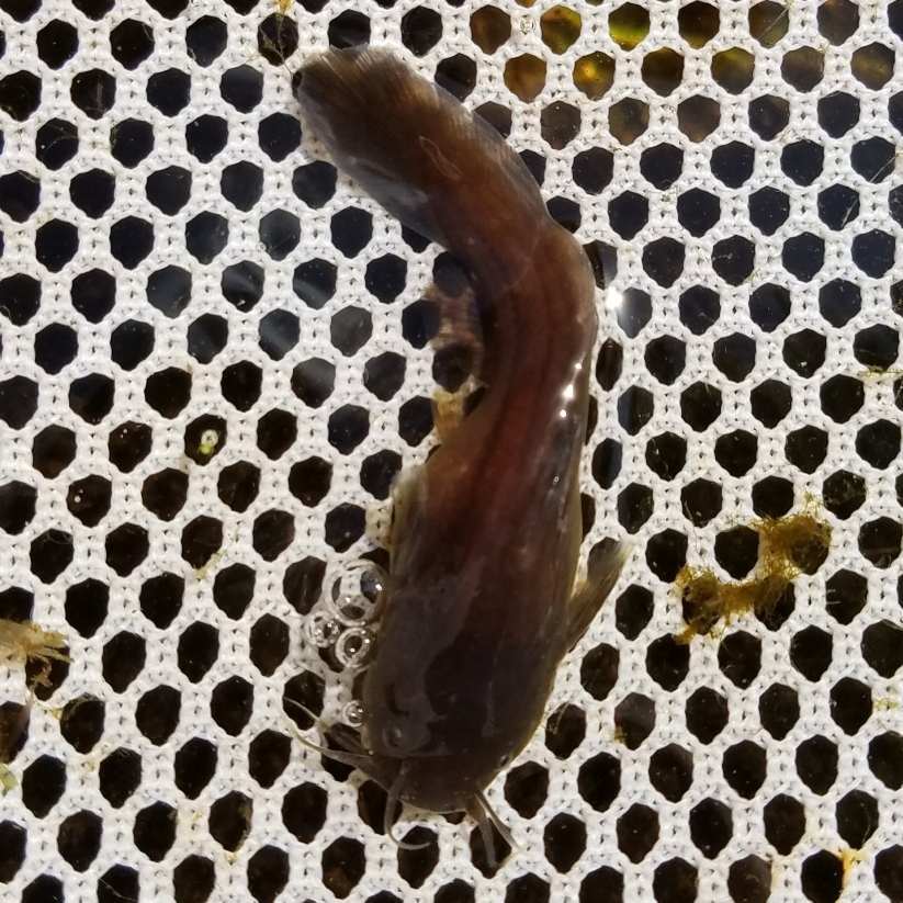 Tadpole Madtom in April 2018 by pandeon. Field Notes - Netted from ...