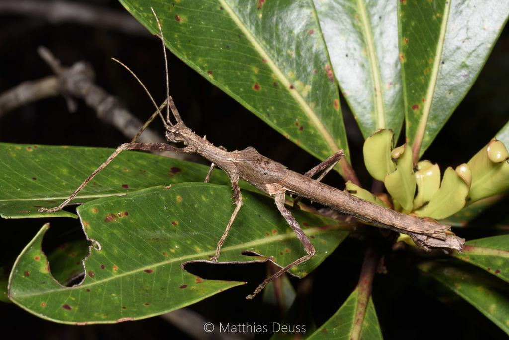 Caledoniophasma in August 2021 by Matthias Deuss · iNaturalist