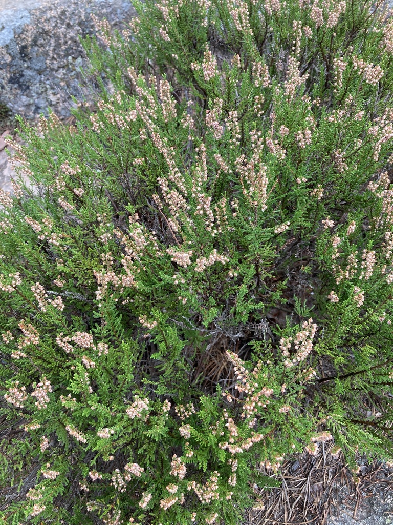 common heather from Acadia National Park, Mount Desert, ME, US on ...