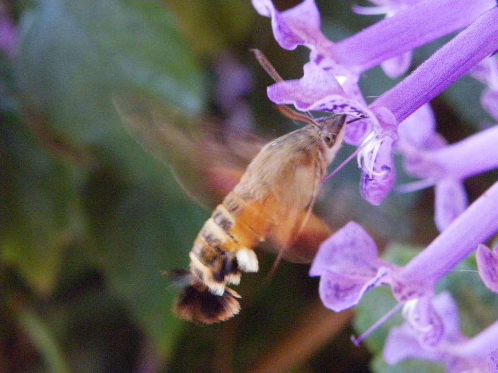 African Hummingbird Hawkmoth from Overberg District Municipality, South ...