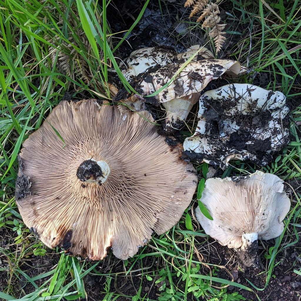 Blushing Milkcap in August 2021 by Michelle C. Torres-Grant. Very large ...