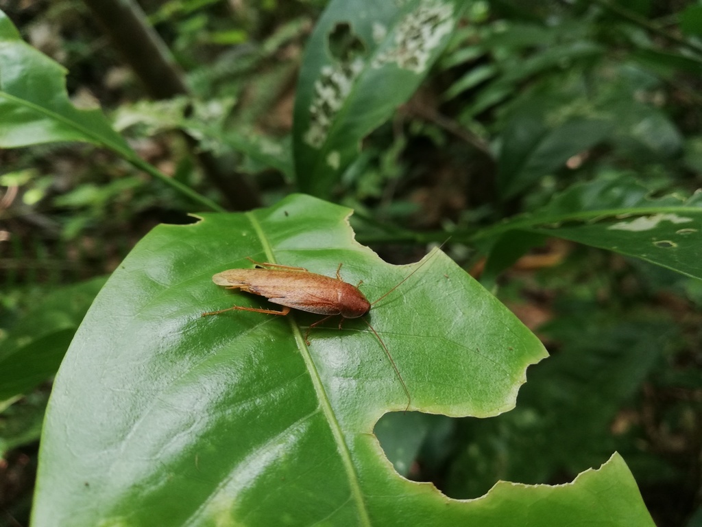 Epilamprinae from Kithulgahakanda, Sri Lanka on August 31, 2021 at 04: ...