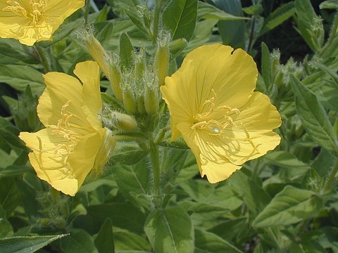 Prairie Sundrops (Minnesota Wet Prairies) · iNaturalist