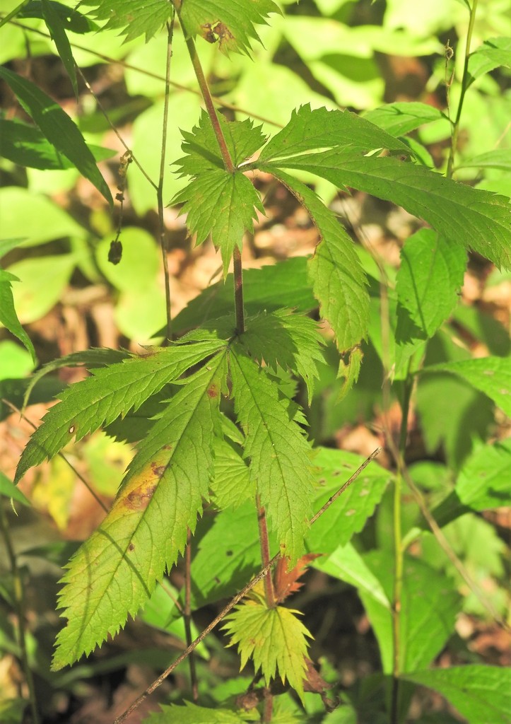 American ipecac from Perry County, IN, USA on August 28, 2021 at 11:47 ...