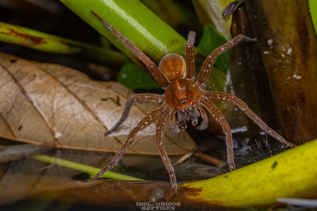 Fishing Spiders from Lion’s Nature Education Centre, Hong Kong on ...