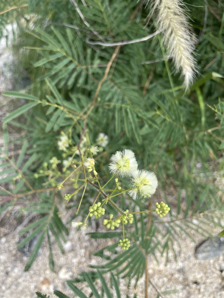 prairie acacia from Coronado National Forest, Tucson, AZ, US on August ...