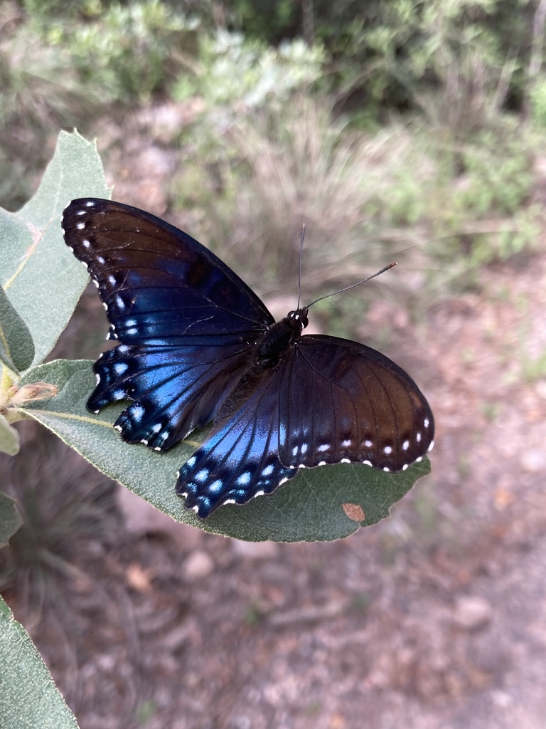 Arizona Red-spotted Purple from Coronado National Forest, Pearce, AZ ...