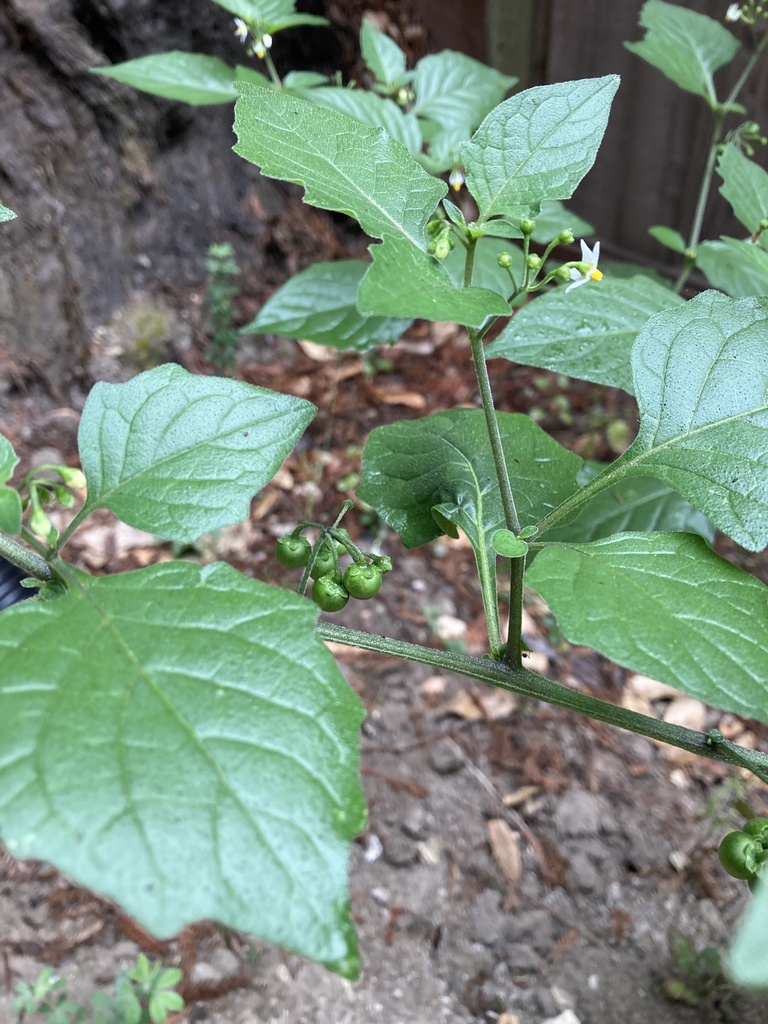 Black Nightshade Complex from Sequoia Ave, Felton, CA, US on August 31 ...