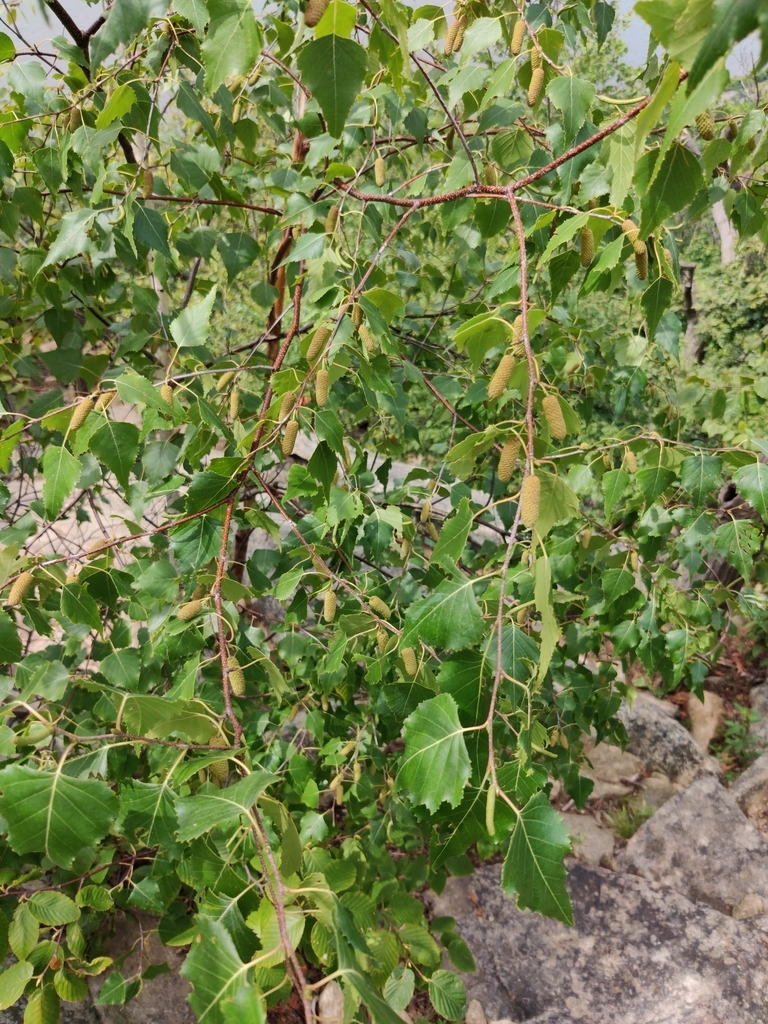 silver birch from Cold Spring on August 31, 2021 at 01:14 PM by Seosamh ...