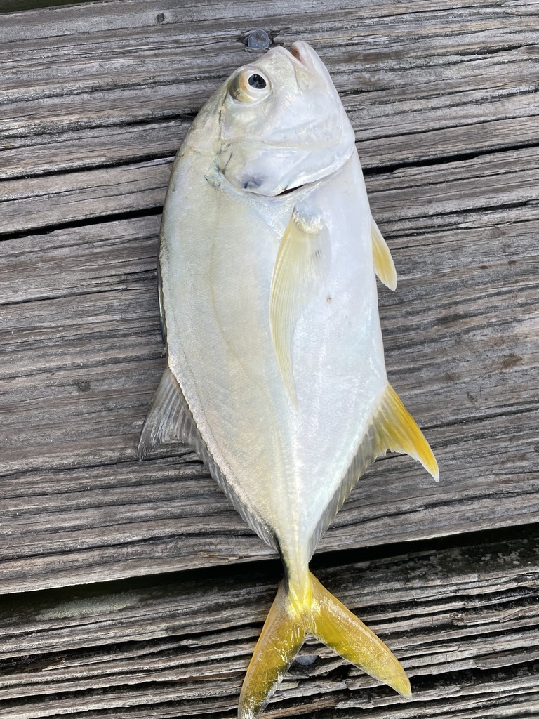 Atlantic Crevalle Jack from Myrtle Beach State Park, Myrtle Beach, SC ...