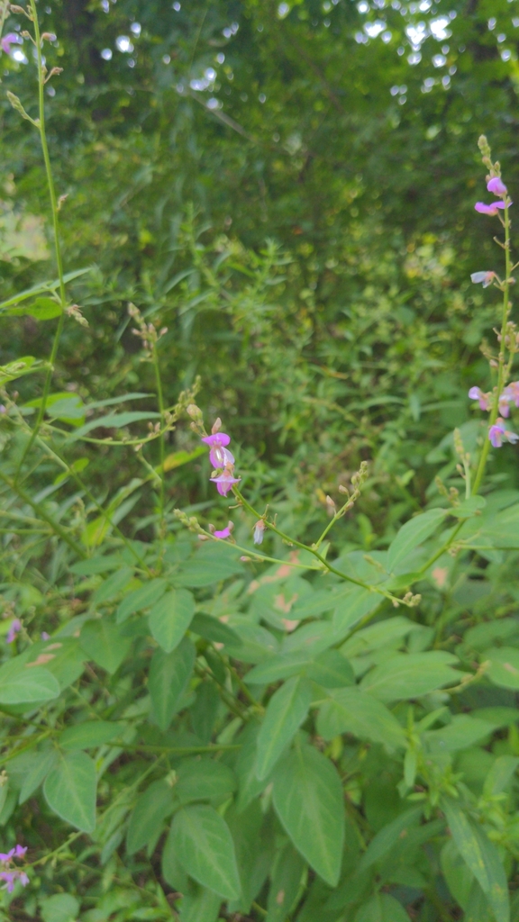panicled ticktrefoil from Canaan Township, OH, USA on August 31, 2021 ...