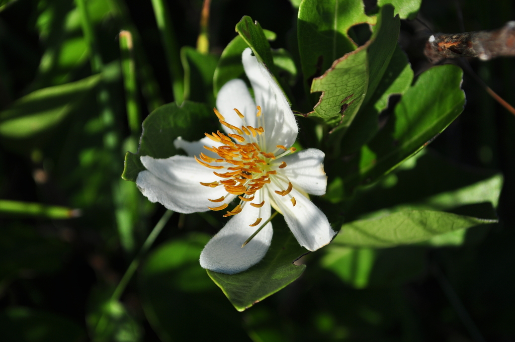 African Dogrose from Bilene-Macia, Moçambique on April 14, 2018 at 03: ...