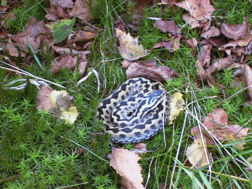 Adder from New Forest National Park, Lyndhurst, England, GB on ...