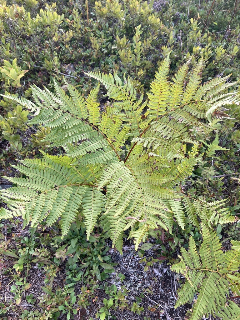 eagle fern from Mount Desert Island, Southwest Harbor, ME, US on August ...