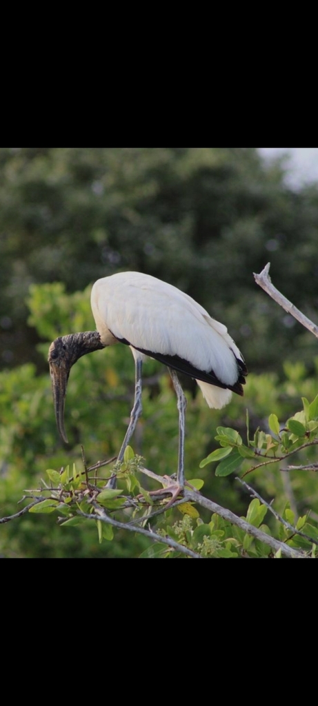 Wood Stork from 70949 Oax., México on July 28, 2021 by Alberto Ruiz ...