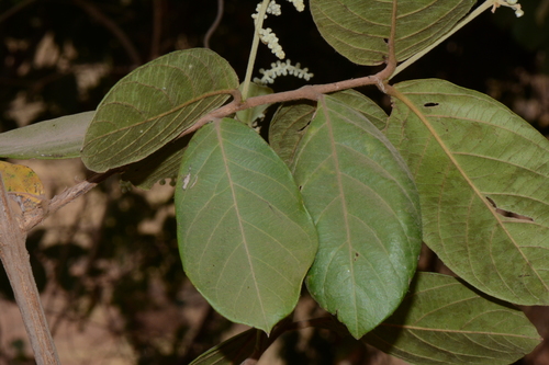 Combretum tomentosum · iNaturalist
