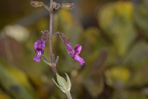 Orthosiphon fruticosus · iNaturalist