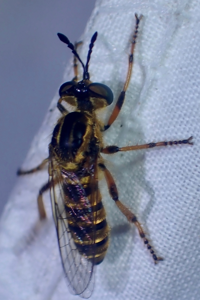 Ceraturgus aurulentus in August 2021 by tom ward · iNaturalist