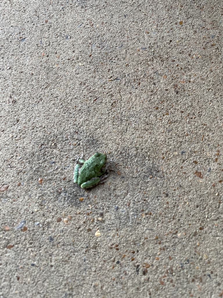 Cope's Gray Treefrog from Covenant College, Lookout Mountain, GA, US on ...