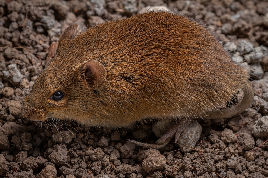 hairy-tailed bolo mouse from Taguatinga, Brasília - DF, Brasil on ...