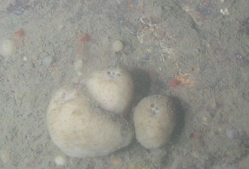 Aaptos simplex · iNaturalist