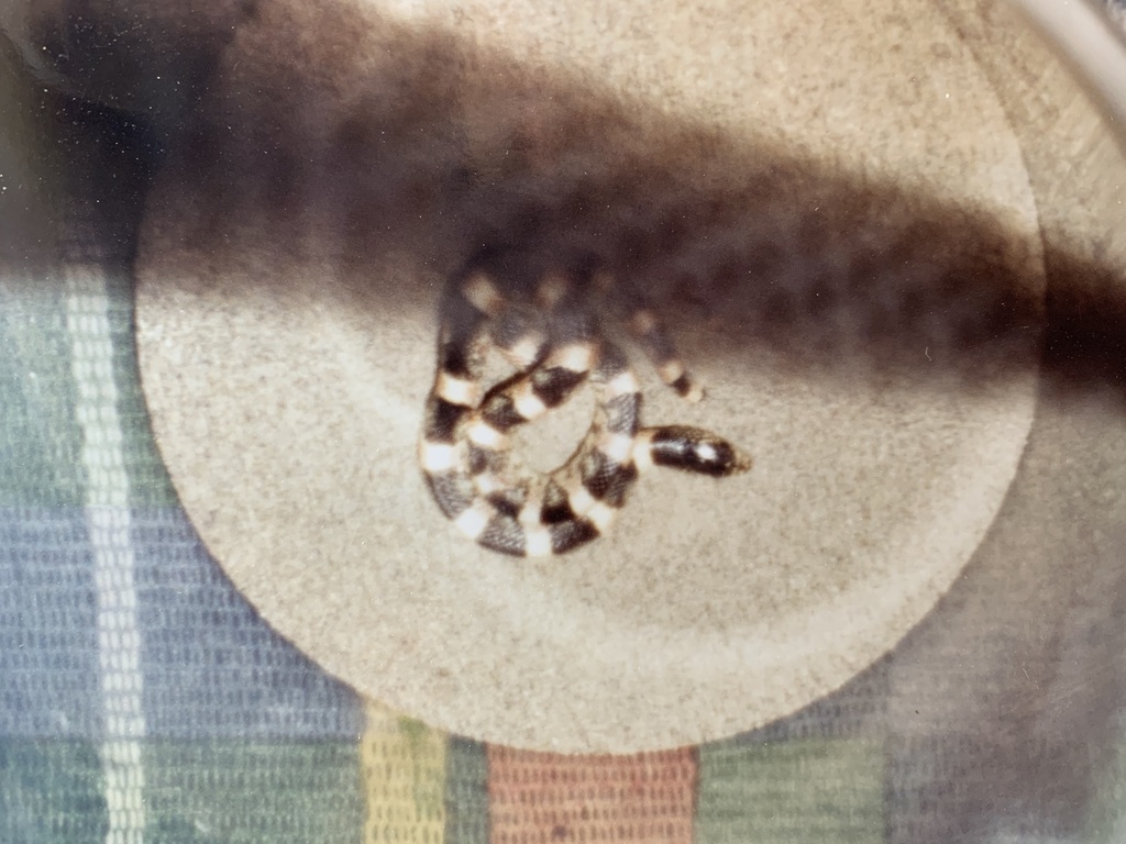 Long-nosed Snake in August 2021 by Tim Mazac Jr. Found this little Long ...