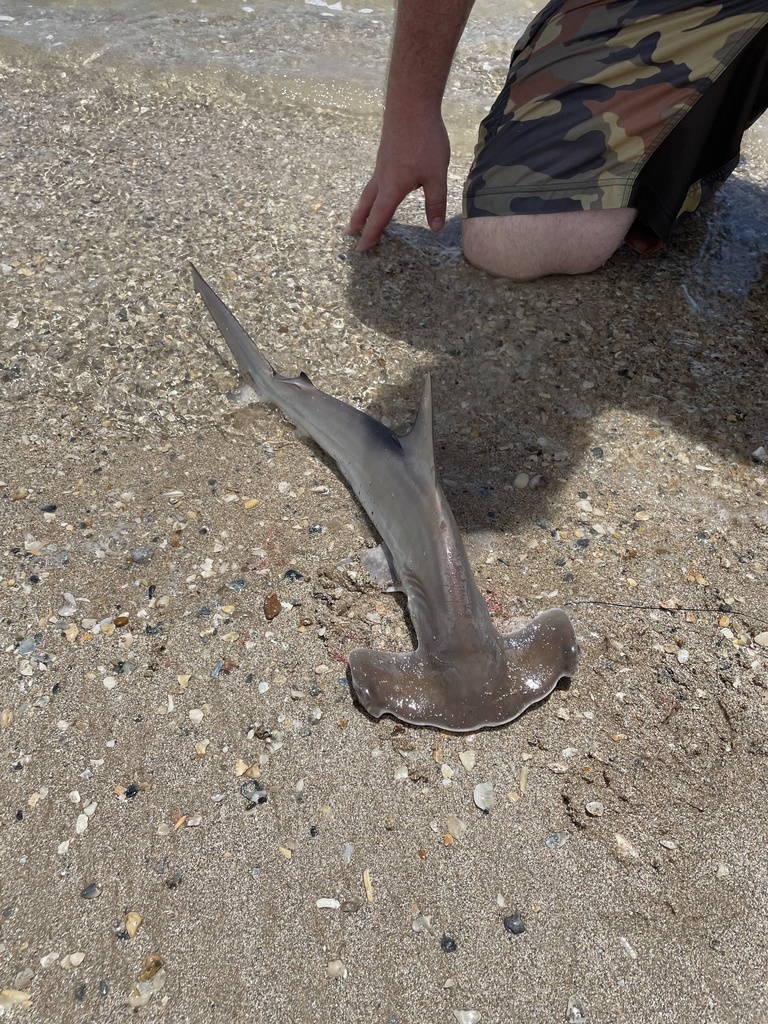 Scalloped Hammerhead in August 2021 by scott_howard · iNaturalist