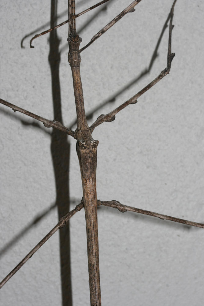 Long Horn Giant Stick Insect from Bushmen San Lodge: 885 m NN ; Sat on ...