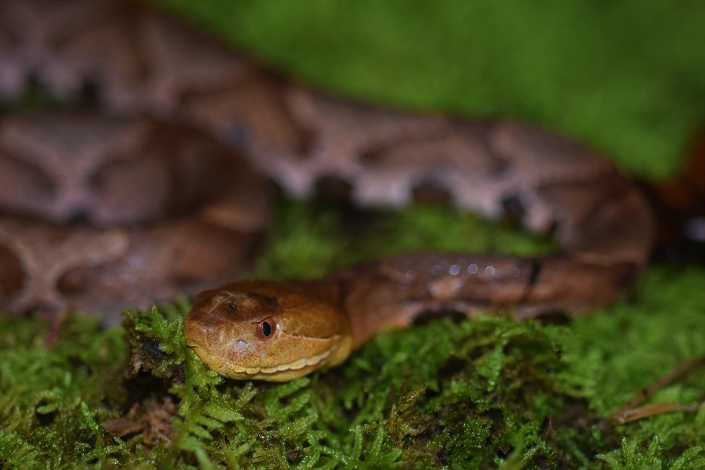 Eastern Copperhead from Washington County, TN, USA on September 1, 2021 ...