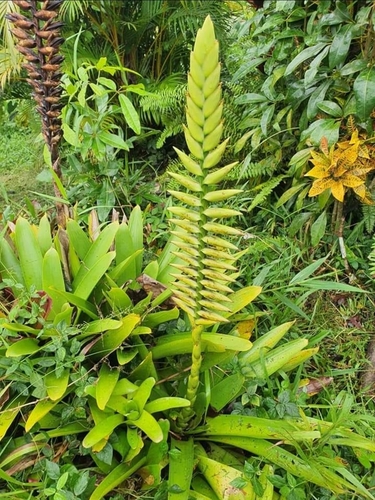 Vriesea macrostachya · iNaturalist Ecuador