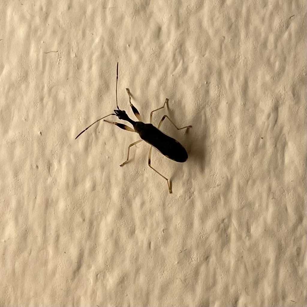 Long-necked Seed Bug from Connecticut College, New London, CT, US on ...