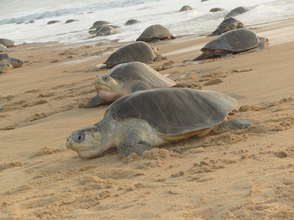 Olive Ridley Sea Turtle in October 2009 by odette a castro. Arribada ...