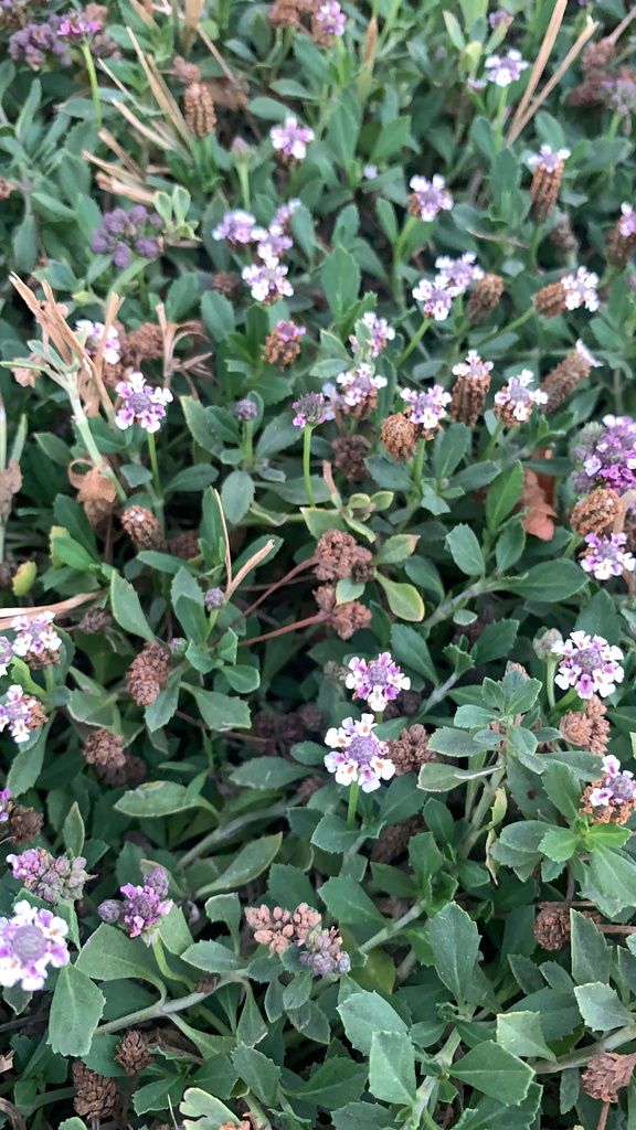 turkey tangle frogfruit in August 2021 by Stephen Martin. Inflorescence ...