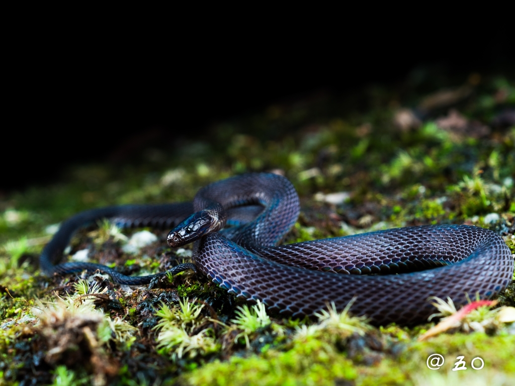 Zong's Odd-scaled Snake on April 03, 2021 at 01:29 AM by 50 No ...