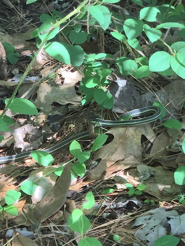 Gulf Coast Ribbon Snake from 21126–21140 River Pines Dr, Livingston, LA ...