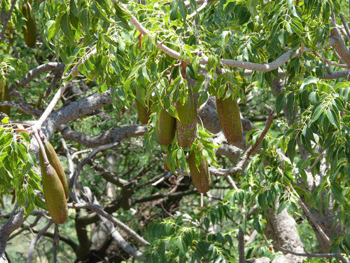 Genus Entandrophragma · iNaturalist