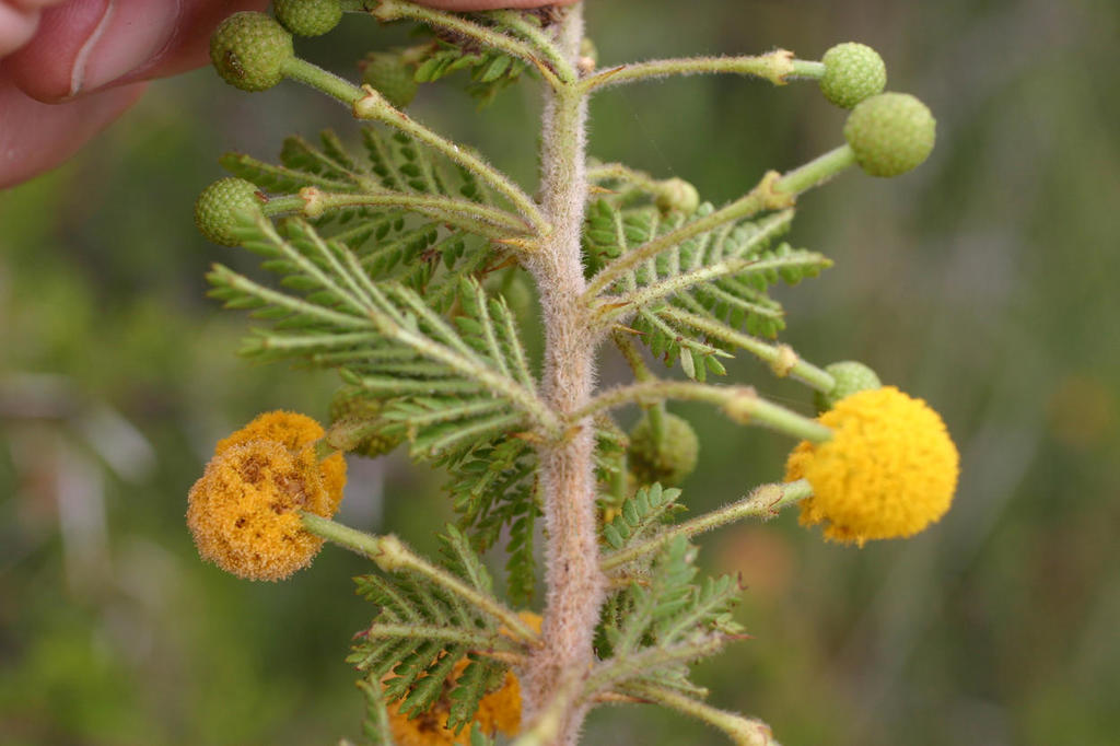 Hairy Acacia from near Tzaneen on January 31, 2007 by Wolf-Achim and ...