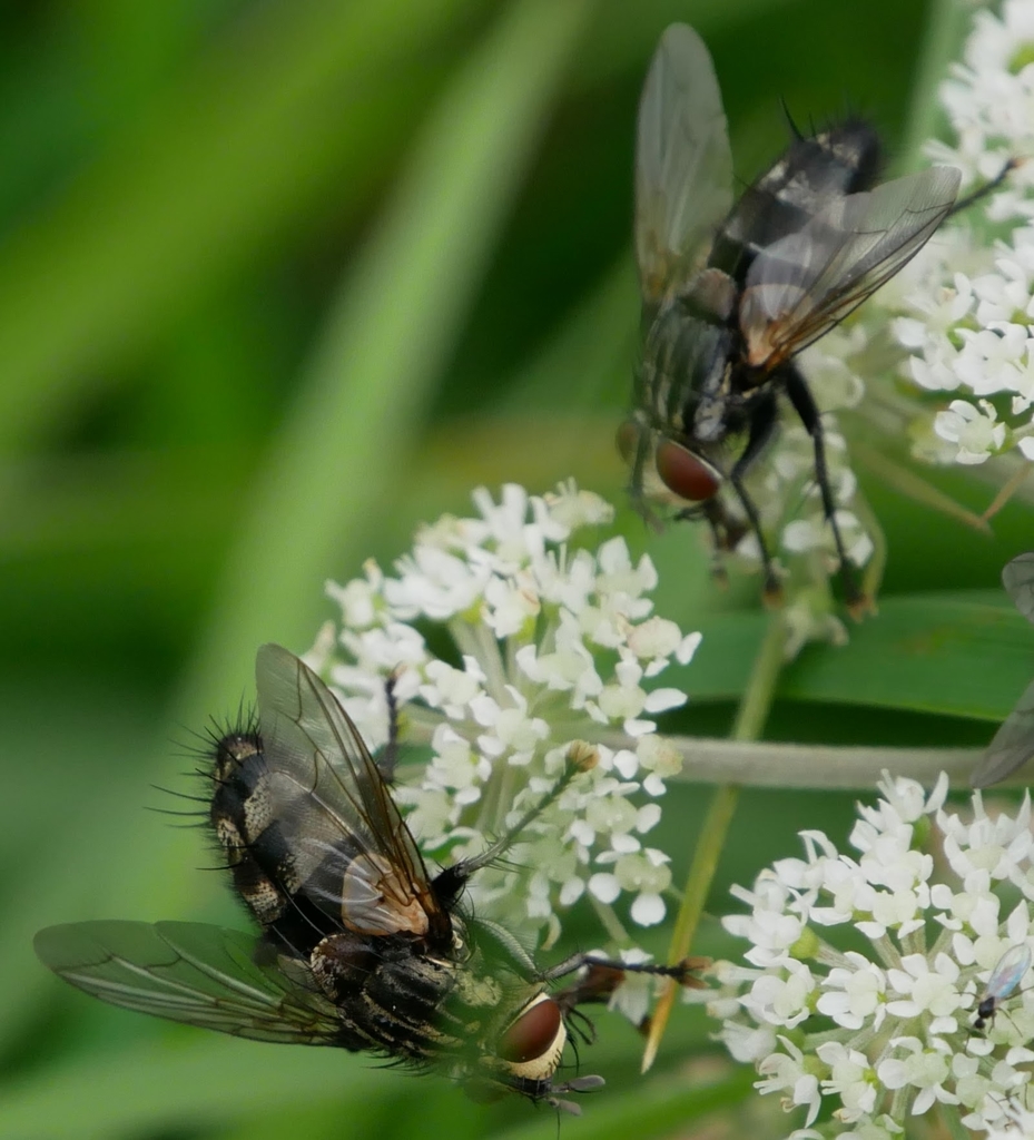 Exorista larvarum from Højer, 6280 Højer, Danmark on August 29, 2021 at ...