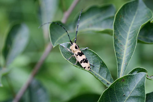 Genus Rhaphidopsis · iNaturalist