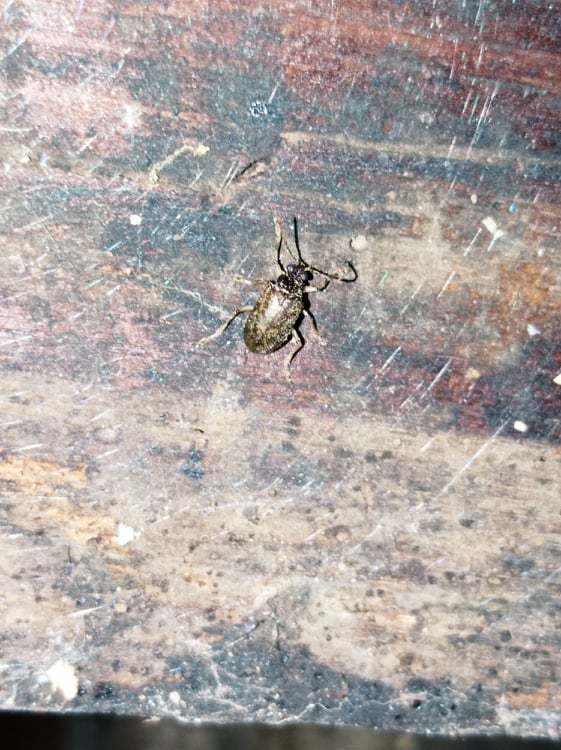 Cucujiform Beetles from Distrito Metropolitano de Quito, Ecuador on ...