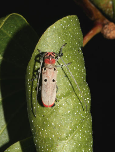 Subspecies Prosopocera octomaculata octomaculata · iNaturalist