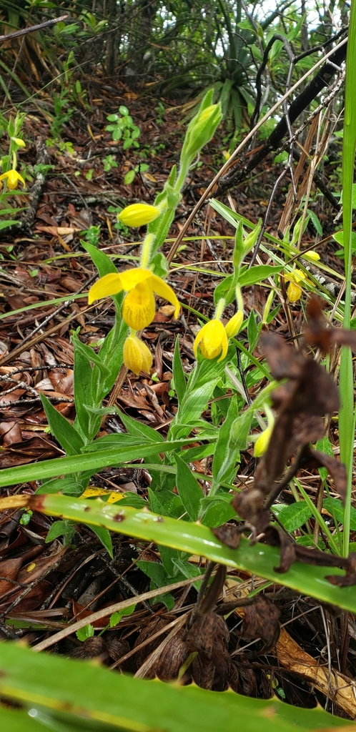 Dickinson's lady's-slipper in August 2021 by Jose Madrid · iNaturalist