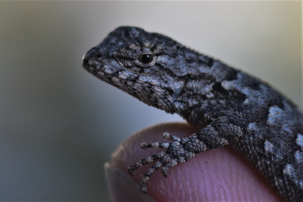 Eastern Fence Lizard from Washington County, TN, USA on September 2 ...