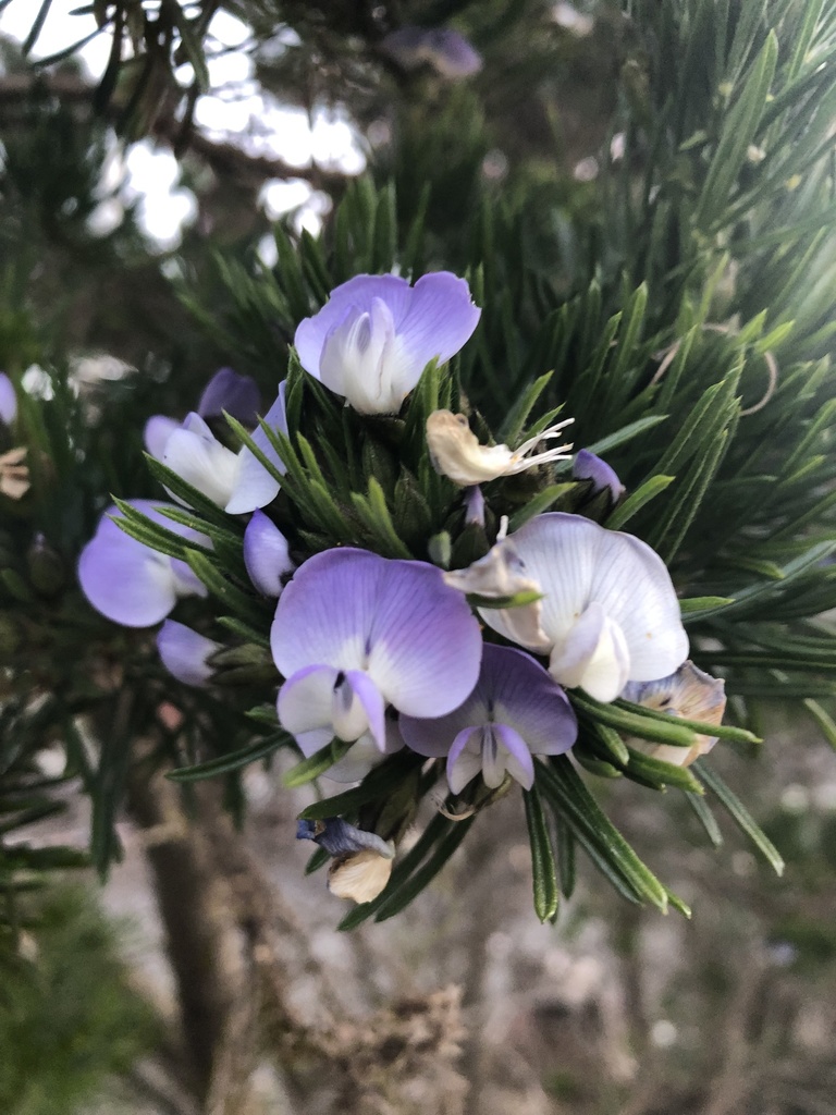 Dally pine from Ngāti Toa Domain, Mana, Wellington, NZ on September 01 ...