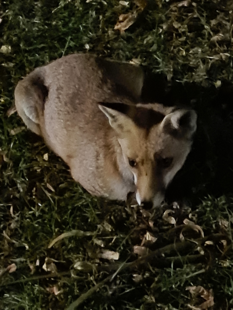 European Red Fox from Borehamwood, UK on September 02, 2021 at 10:10 PM ...