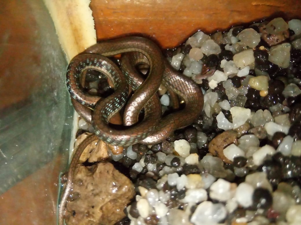 Painted Bronzeback from Malintang, Gambut, Banjar, South Kalimantan ...