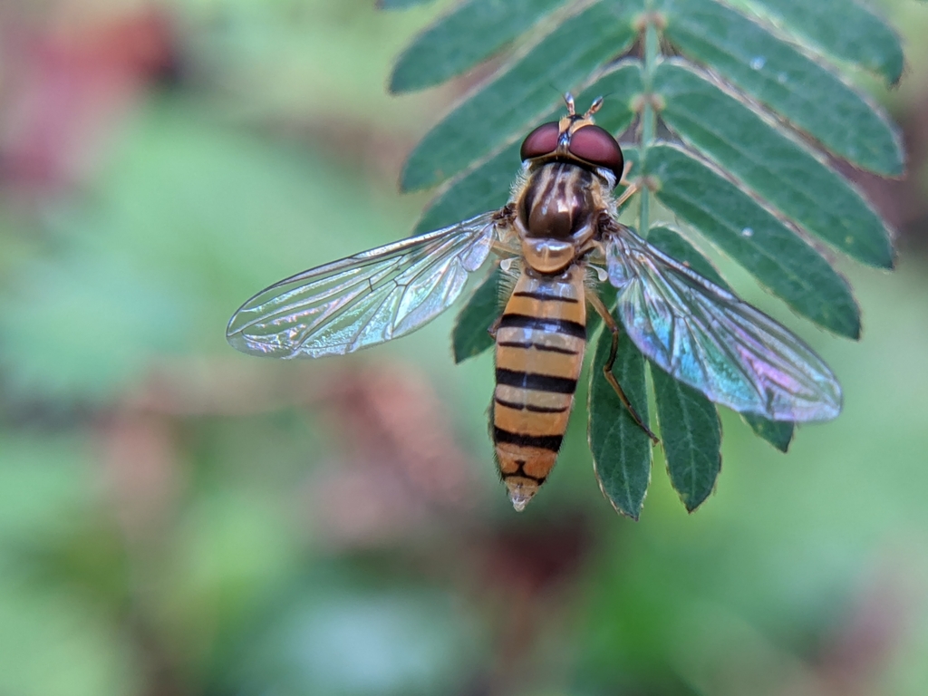 Black-banded Hoverfly from Sirsi on September 3, 2021 at 08:48 AM by ...